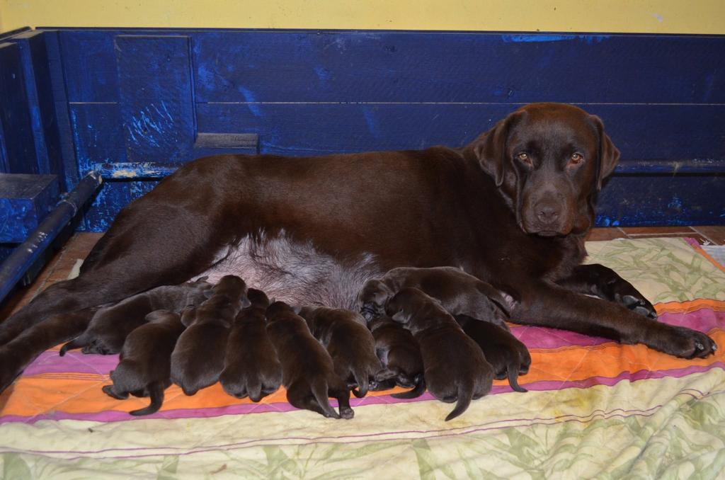 perchè è importante scegliere un cane di allevamento? – Labrador EXPO